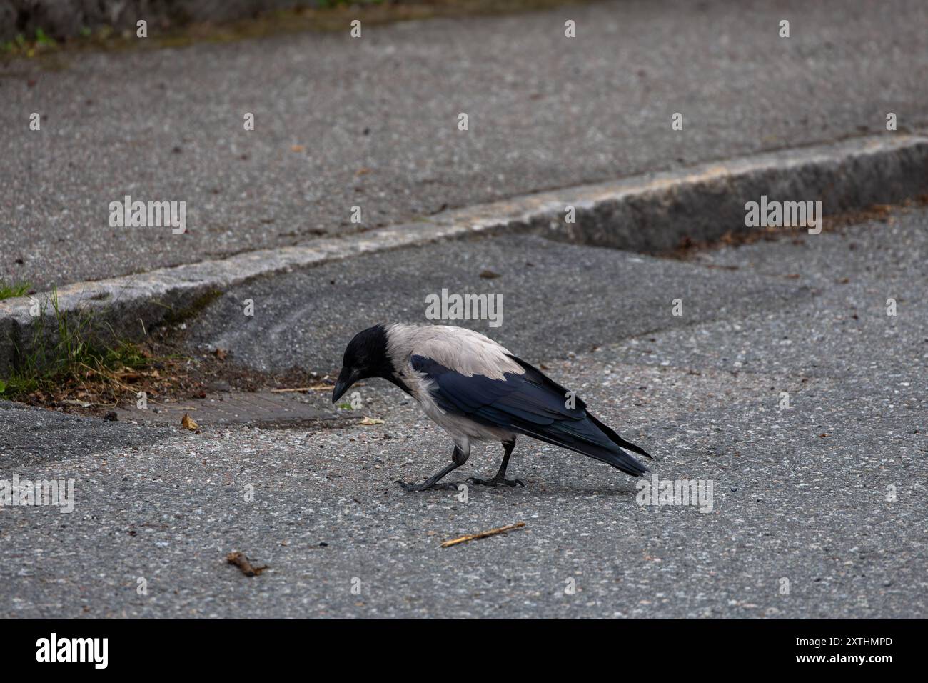 A crow foraging by the street Stock Photo - Alamy