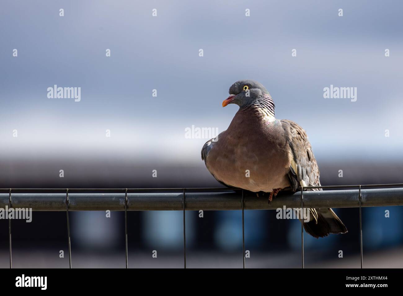 A dove laying and resting on a fence perch in a city Stock Photo - Alamy
