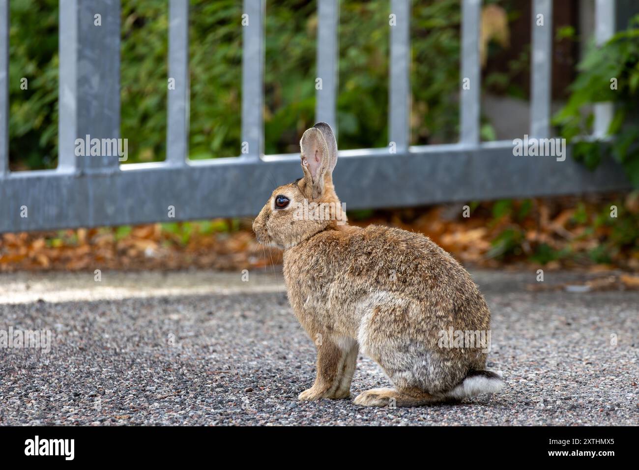 A young wild rabbit exploring an urban environment Stock Photo - Alamy