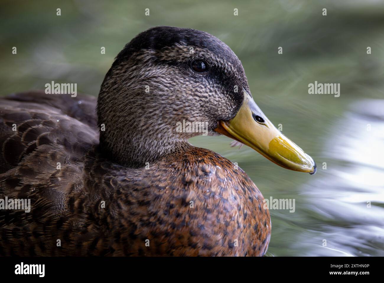 A close-up of a duck in a calm body of water, showcasing its brown and ...