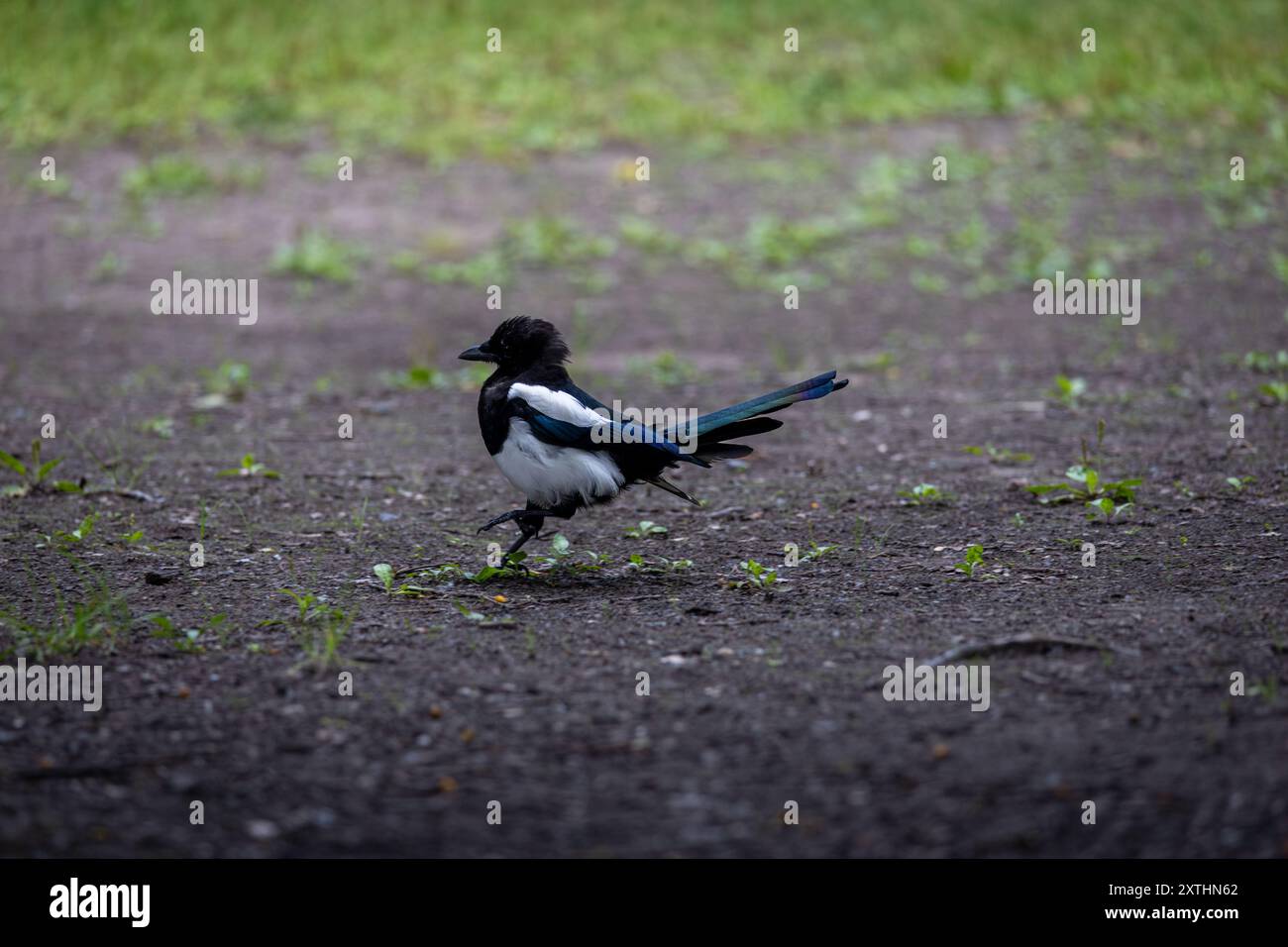 A magpie walking on a dirt ground, surrounded by green grass. The bird ...