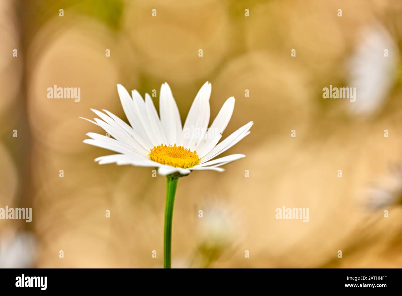 Daisy, plant or flower growing in field or outdoor environment with ...