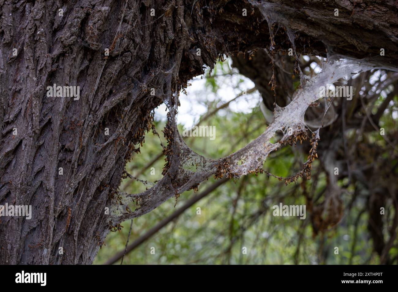 A nest of larvae hanging from an old tree branch Stock Photo - Alamy