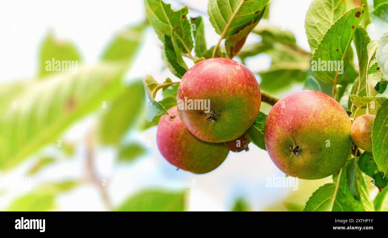 Outdoor, tree and apple for harvest in agriculture for nutrition ...