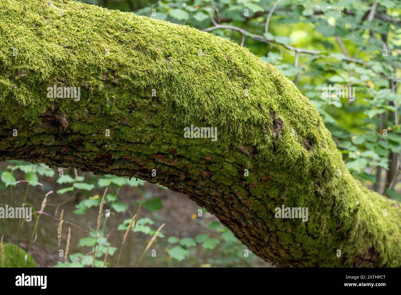 A mossy overgrown oak branch in the woods Stock Photo - Alamy
