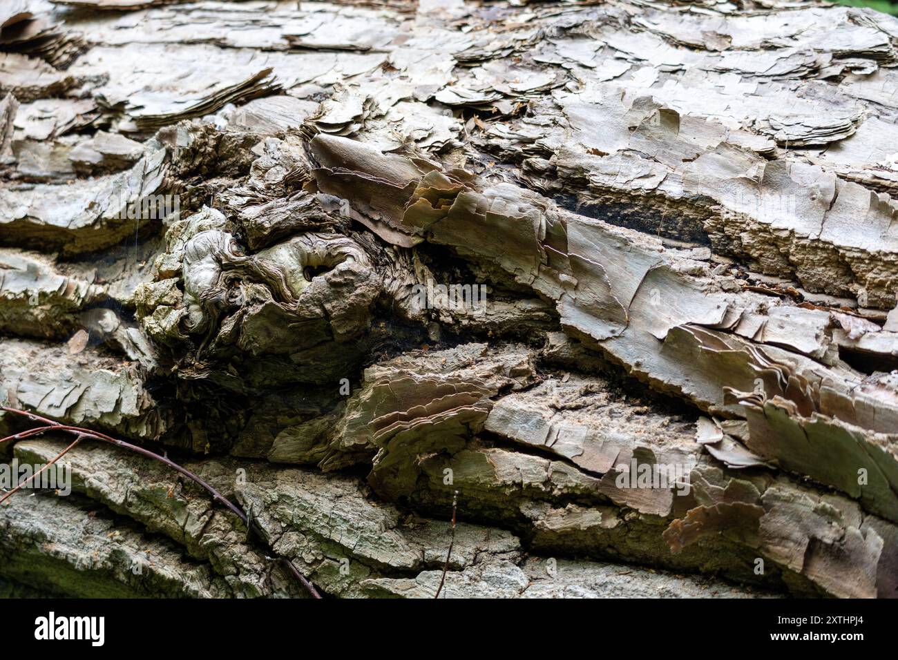 Old oak tree lying in the woods, close up detail of bark and details ...