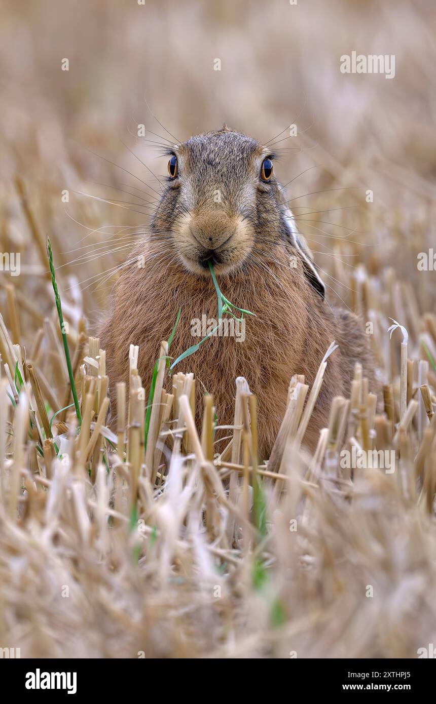Brown Hare Lepus europaeus sat in a stubble field feeding on already ...