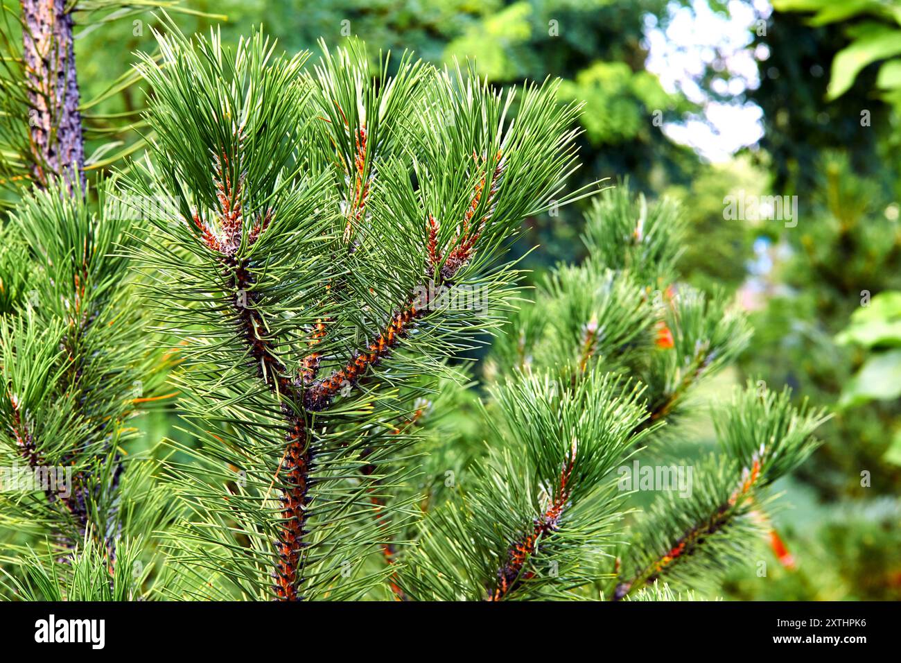an evergreen coniferous tree that has clusters of long needle shaped ...