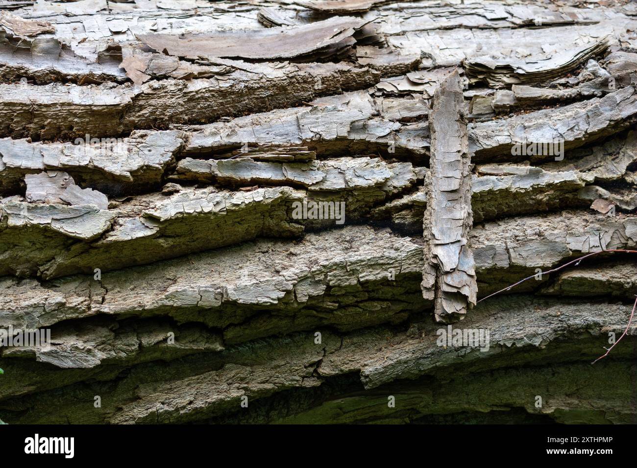 Old oak tree lying in the woods, close up detail of bark and details ...