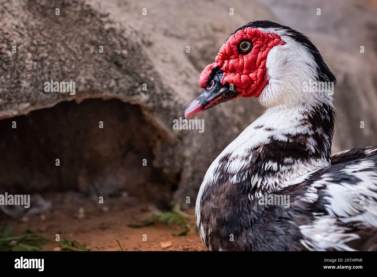 Domestic Muscovy Duck with Red Face, White, and Black Colored Plumage ...