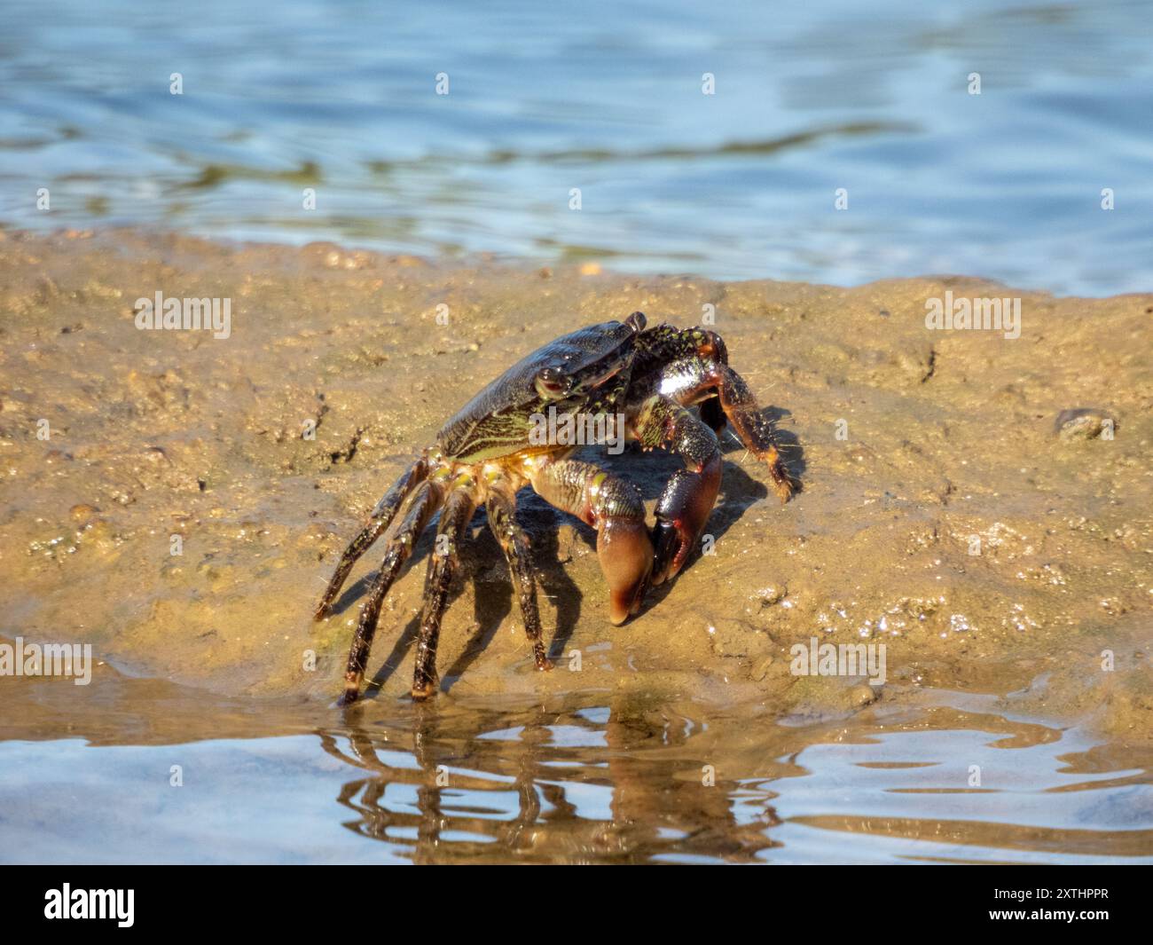 Marbled crayfish hi-res stock photography and images - Alamy