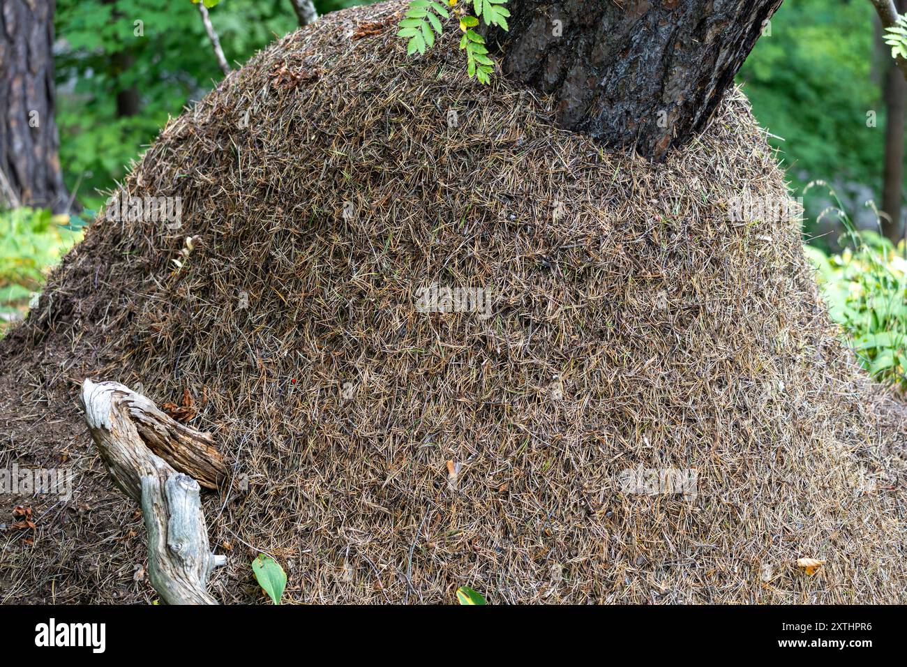Large mound of dried grass hi-res stock photography and images - Alamy