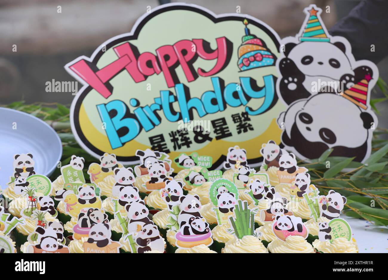 Giant panda twins Xing Hui and Xing Fan celebrate their 8th birthday in ...