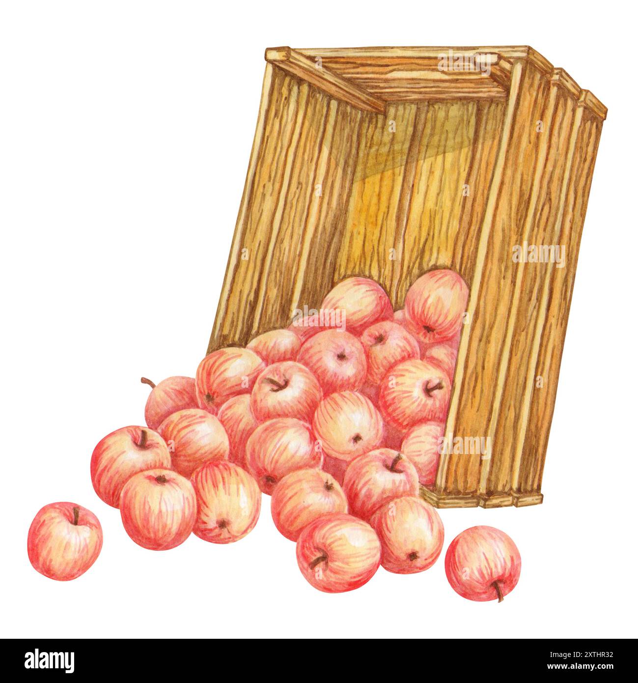 Fallen wooden crate with scattered apples. Fruits harvest falls out of ...