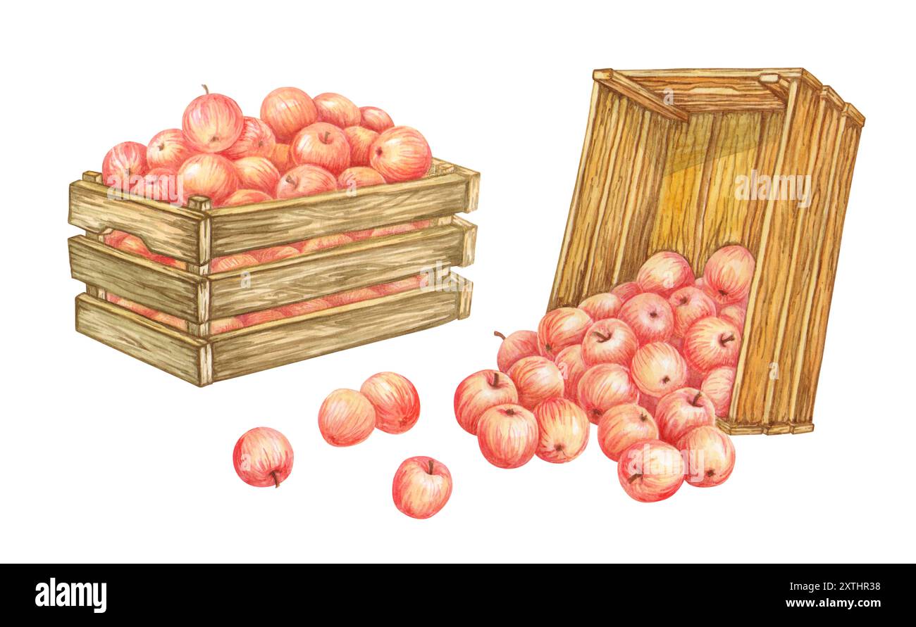 Wooden crates full ripe apples Cut Out Stock Images & Pictures - Alamy