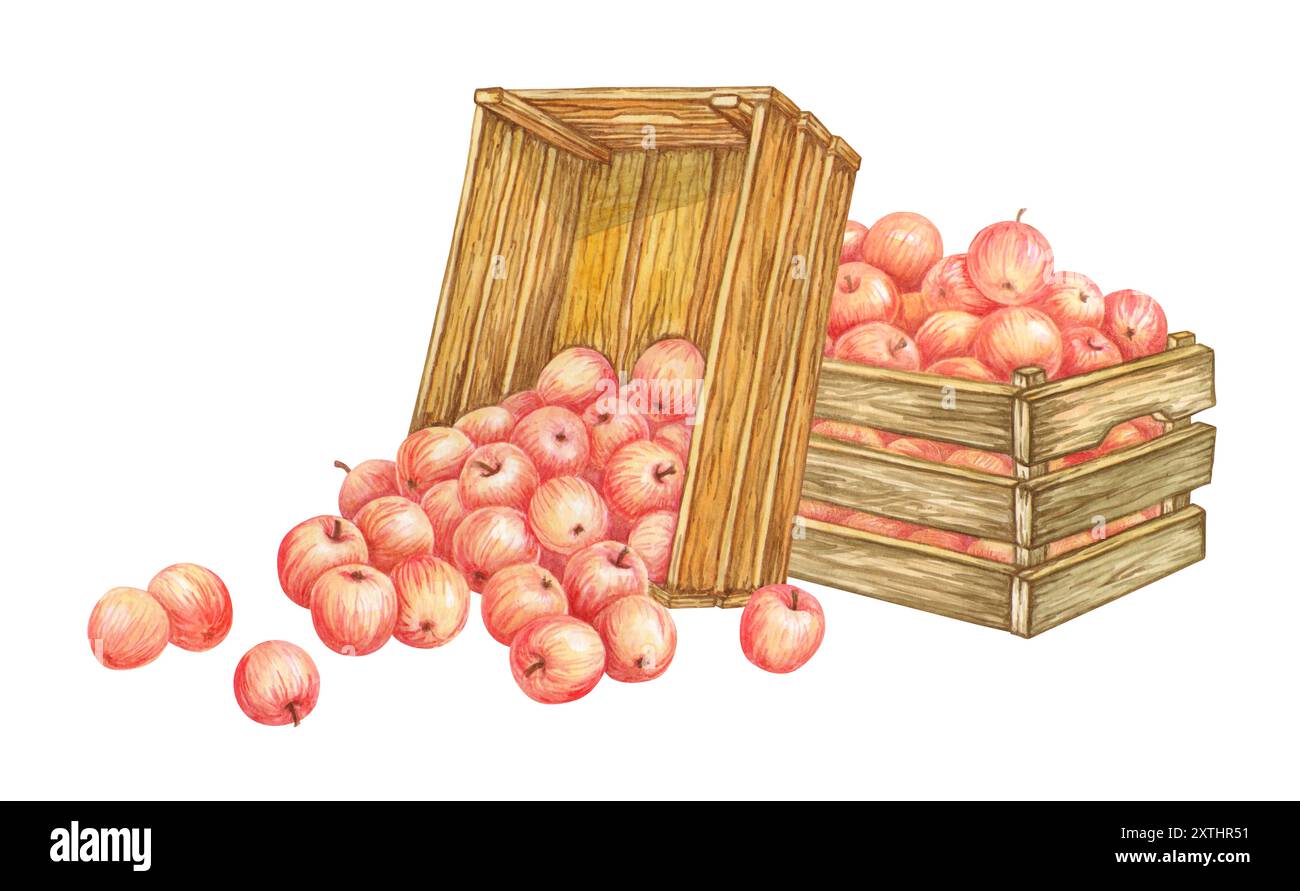 Isolated composition of wooden crates full of apples. Fruits fall out ...