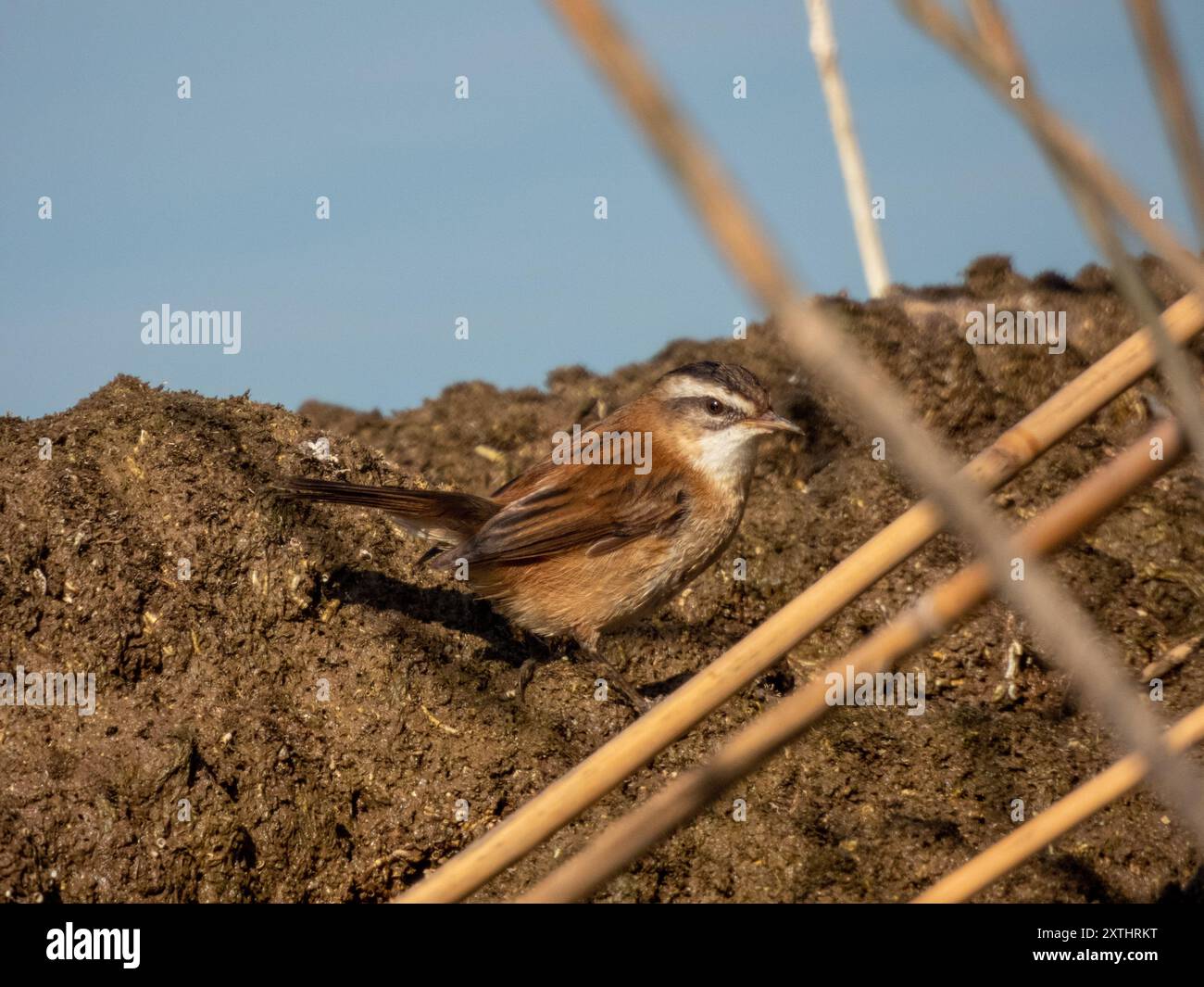 Bird moustached warbler (Acrocephalus melanopogon) photographied in ...