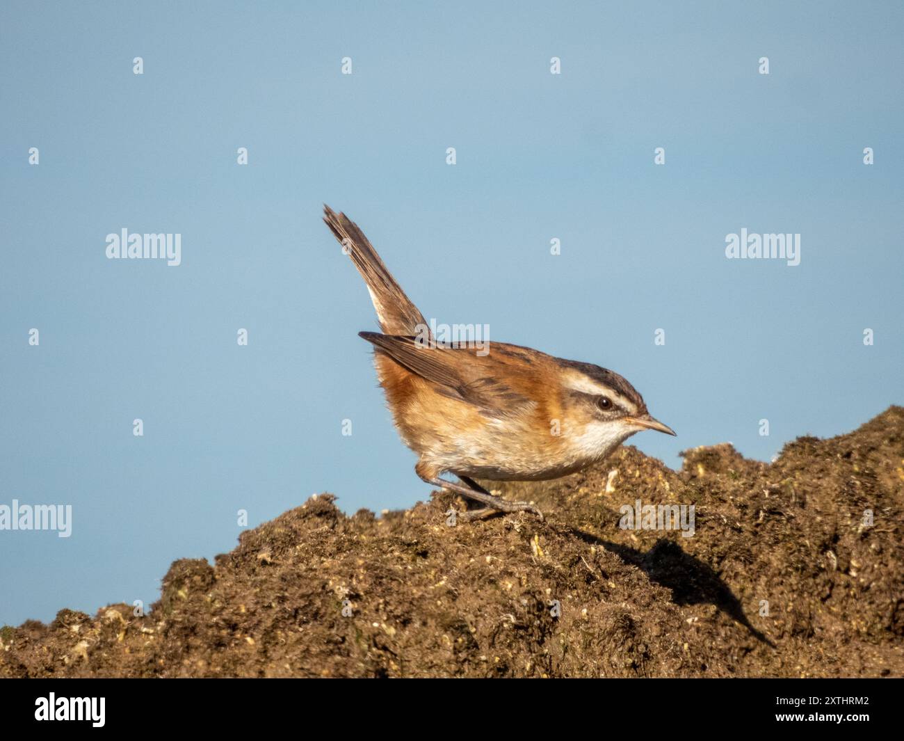 Bird moustached warbler (Acrocephalus melanopogon) photographied in ...