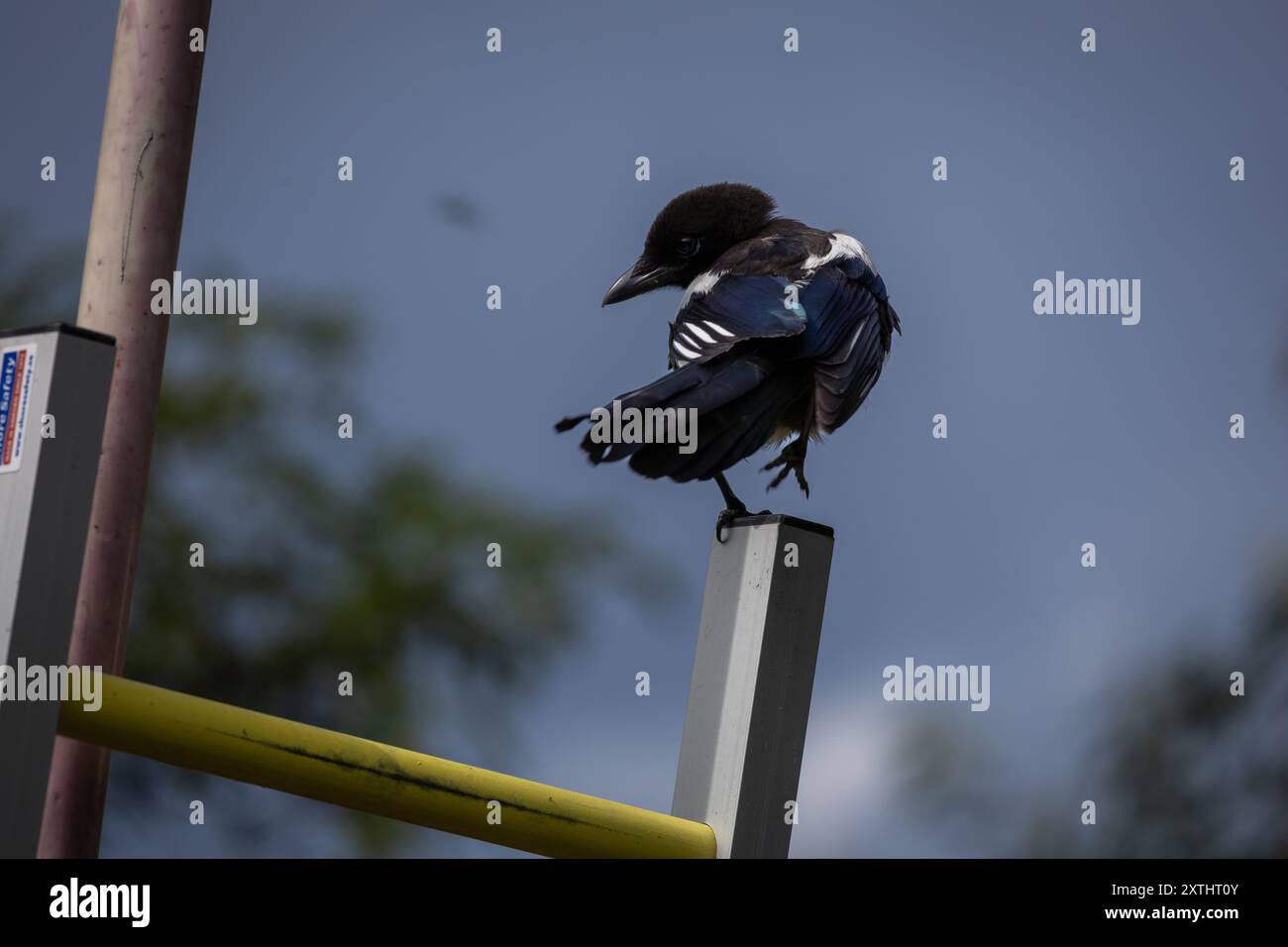 A magpie turning around on a metal pole, against a blurred background ...