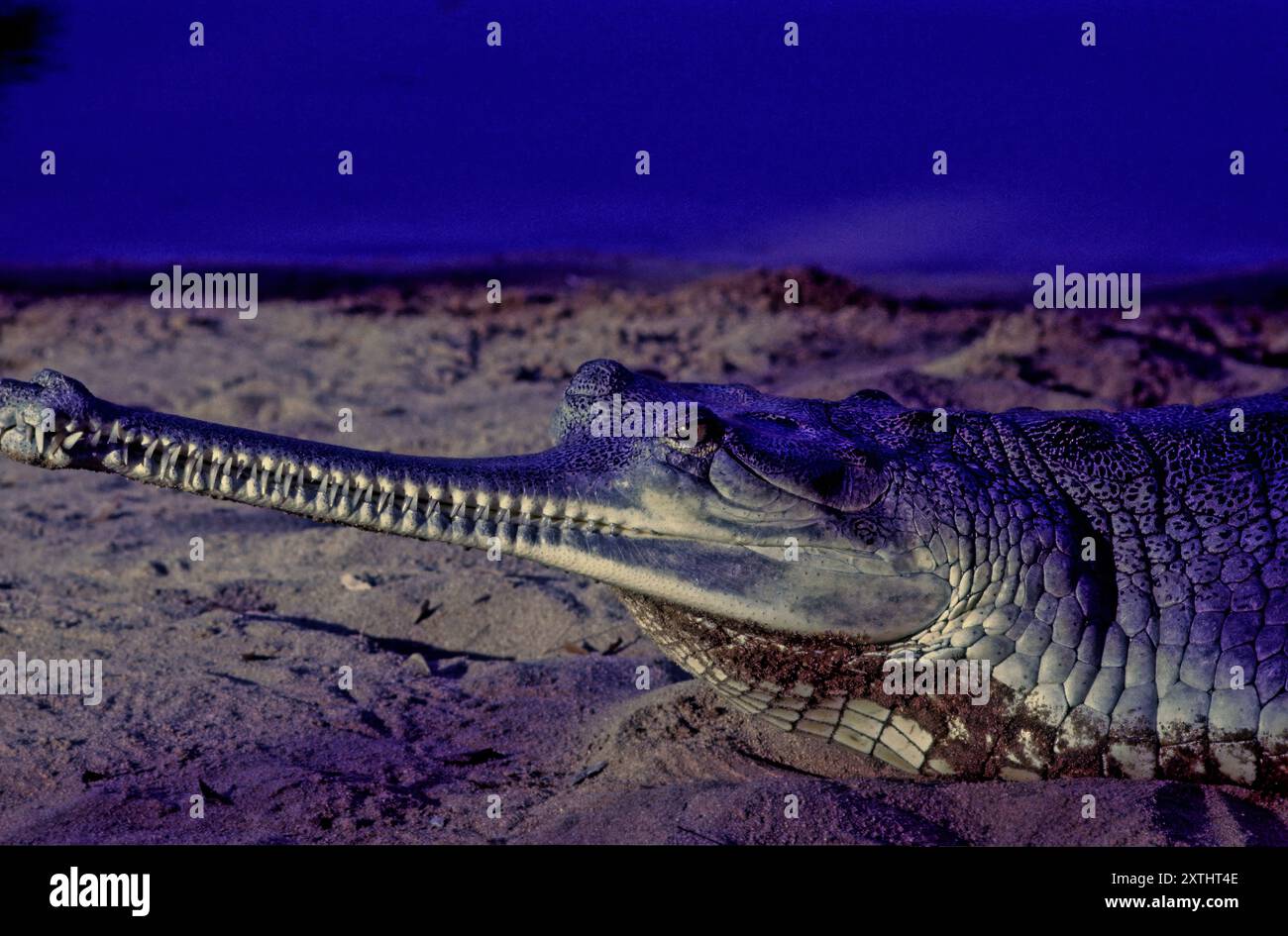 The gharial also known as gavial or fish-eating crocodile, is a ...