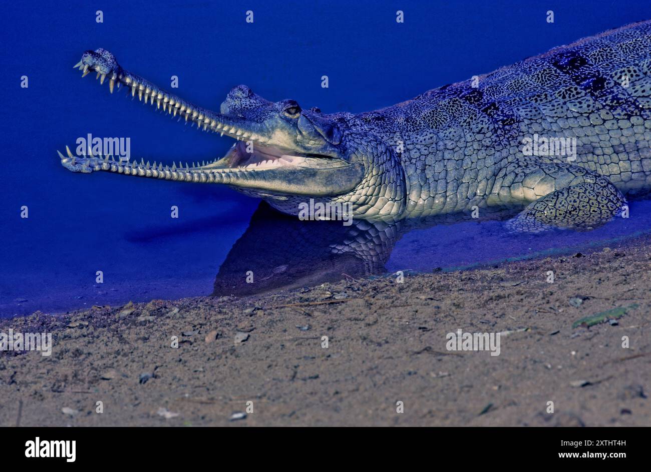 The gharial also known as gavial or fish-eating crocodile, is a ...