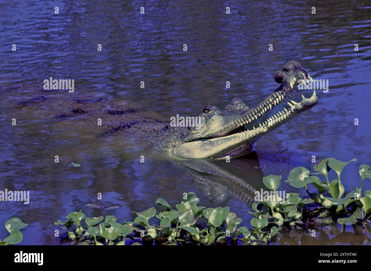 The gharial also known as gavial or fish-eating crocodile, is a ...