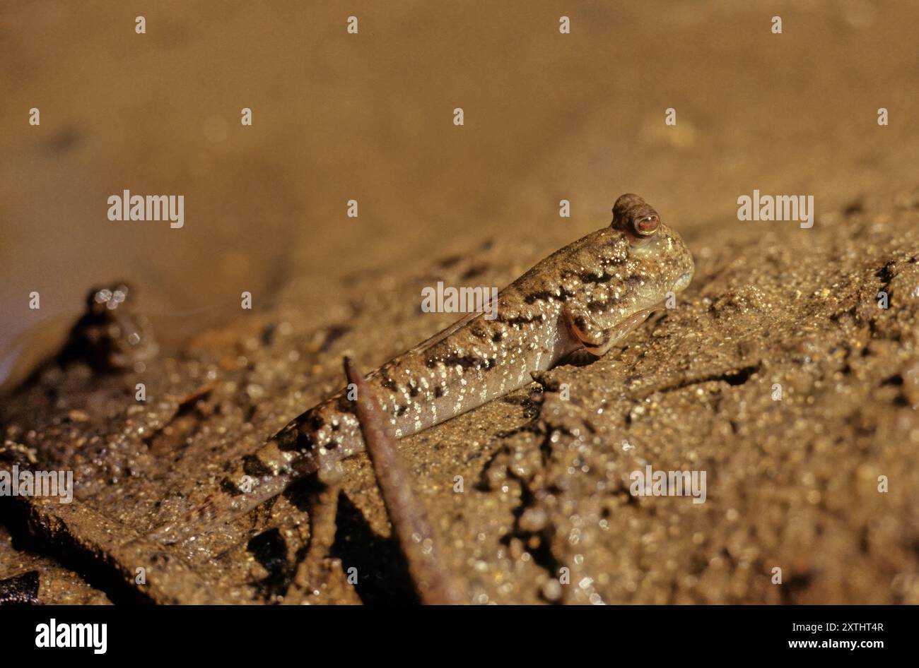 The barred mudskipper (Periophthalmus argentilineatus) or silverlined ...