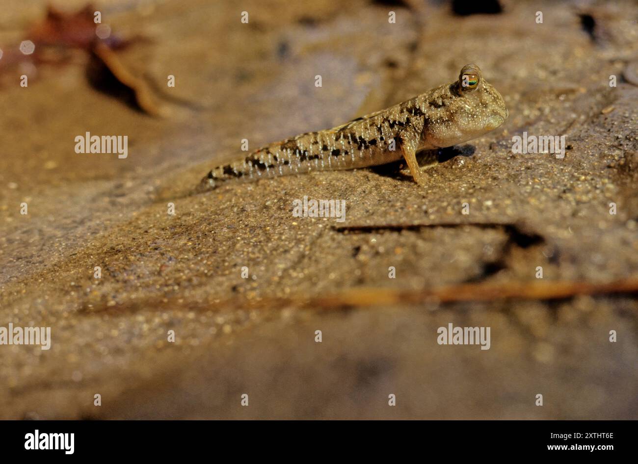 The barred mudskipper (Periophthalmus argentilineatus) or silverlined ...