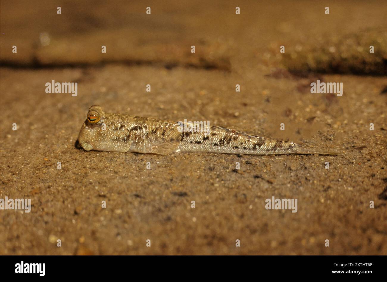 The barred mudskipper (Periophthalmus argentilineatus) or silverlined ...