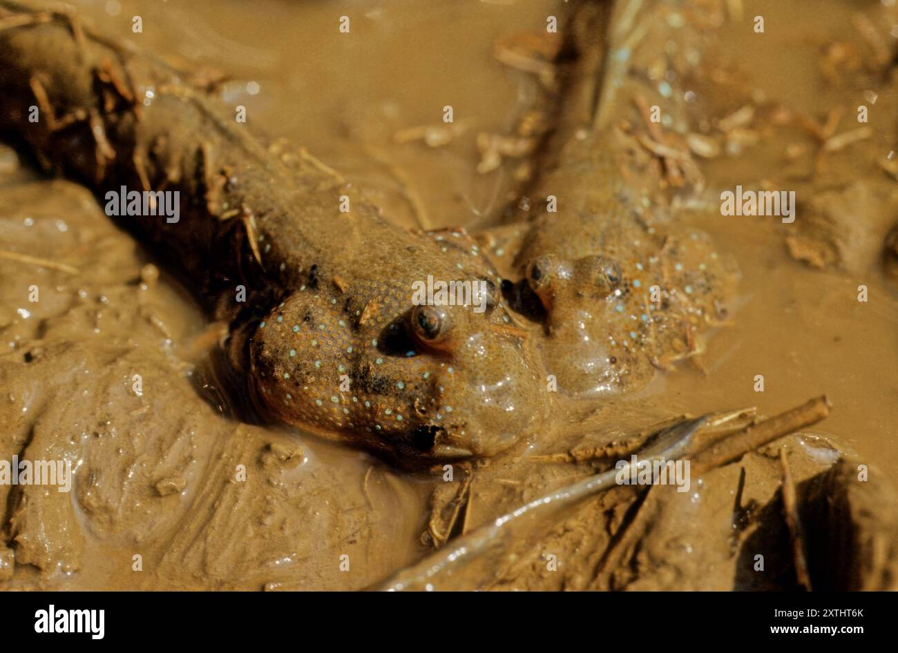 The barred mudskipper (Periophthalmus argentilineatus) or silverlined ...