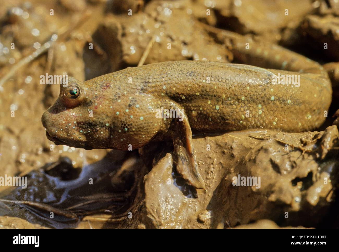 The barred mudskipper (Periophthalmus argentilineatus) or silverlined ...