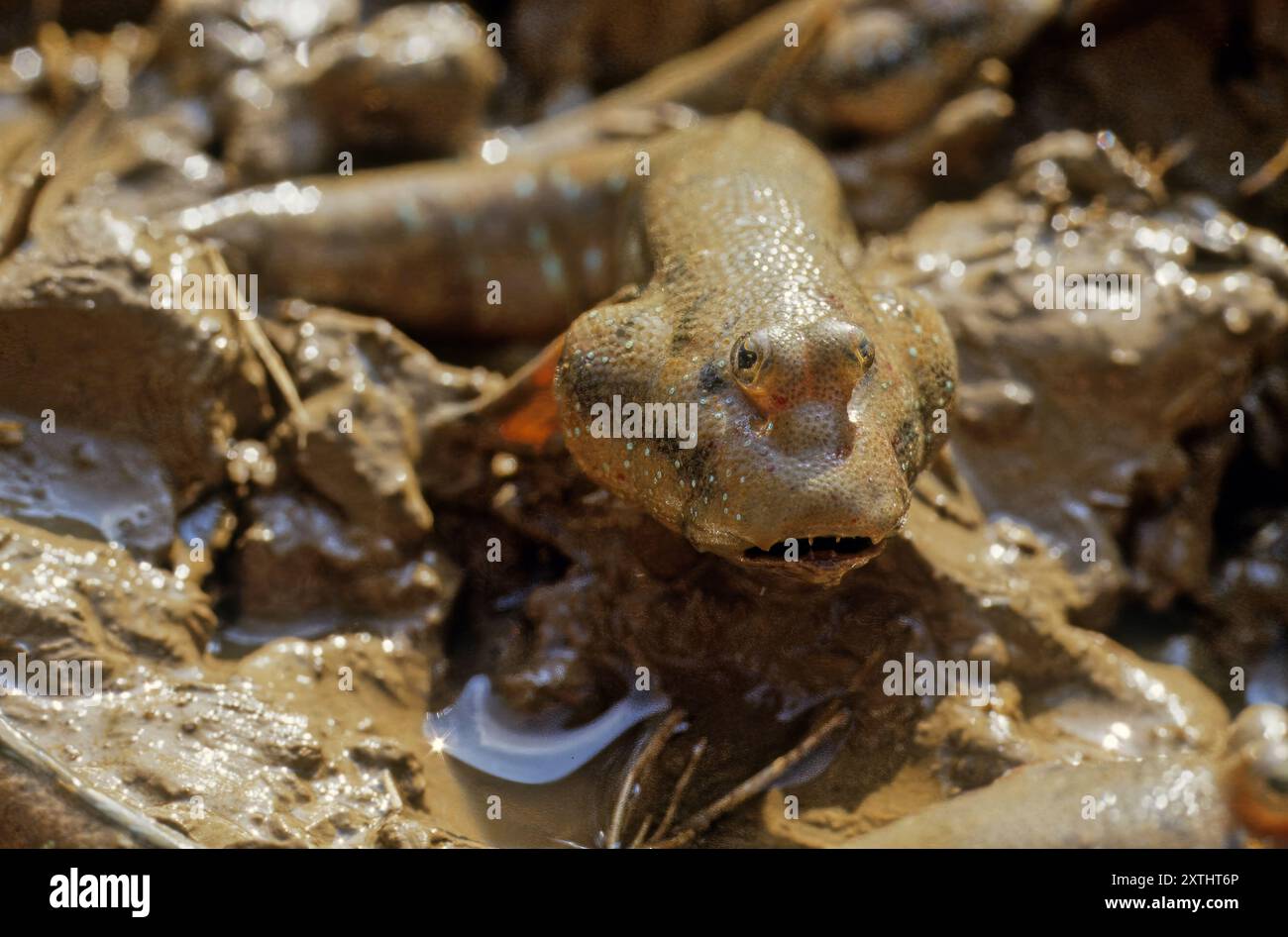 The barred mudskipper (Periophthalmus argentilineatus) or silverlined ...