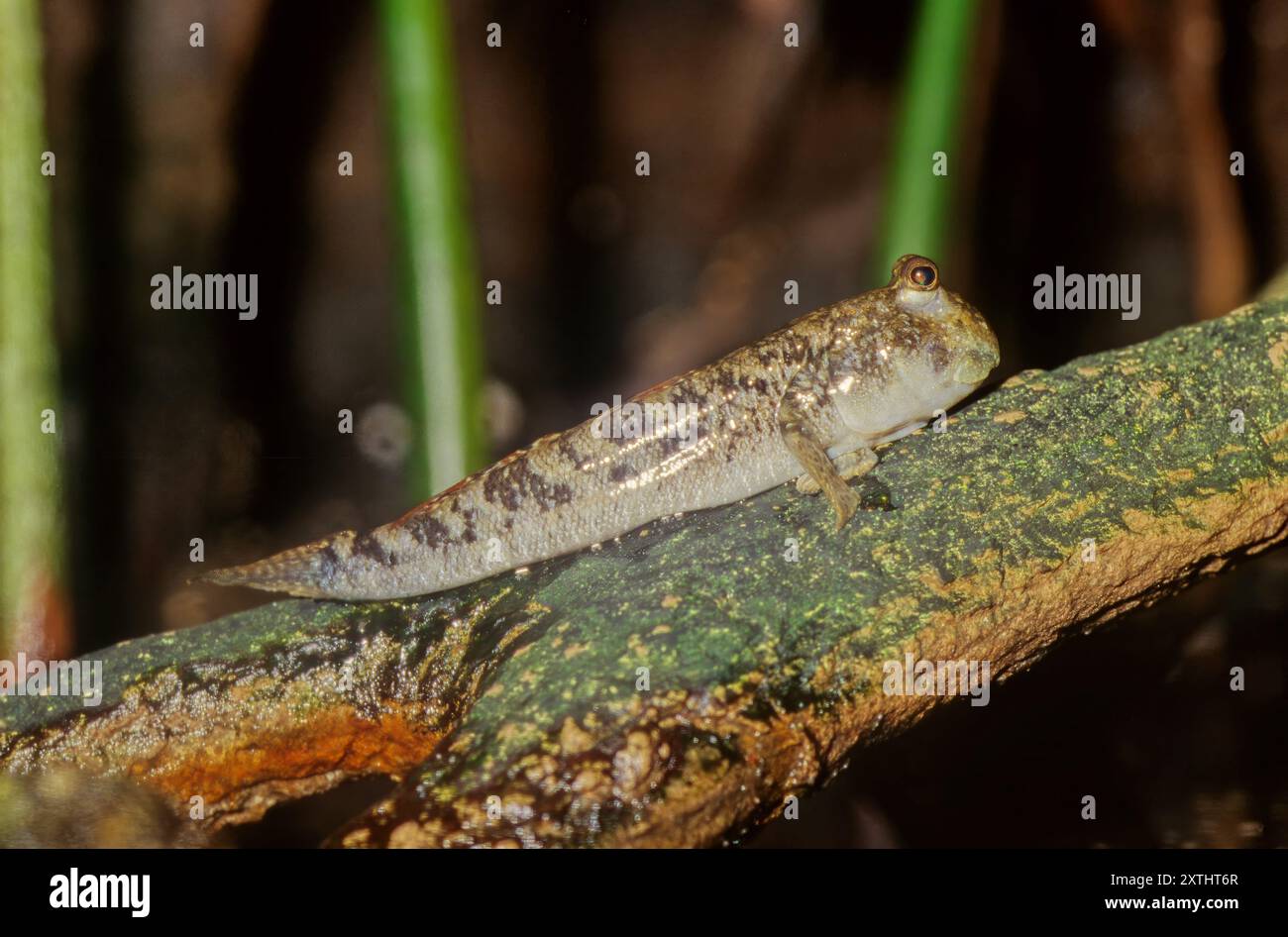 The barred mudskipper (Periophthalmus argentilineatus) or silverlined ...