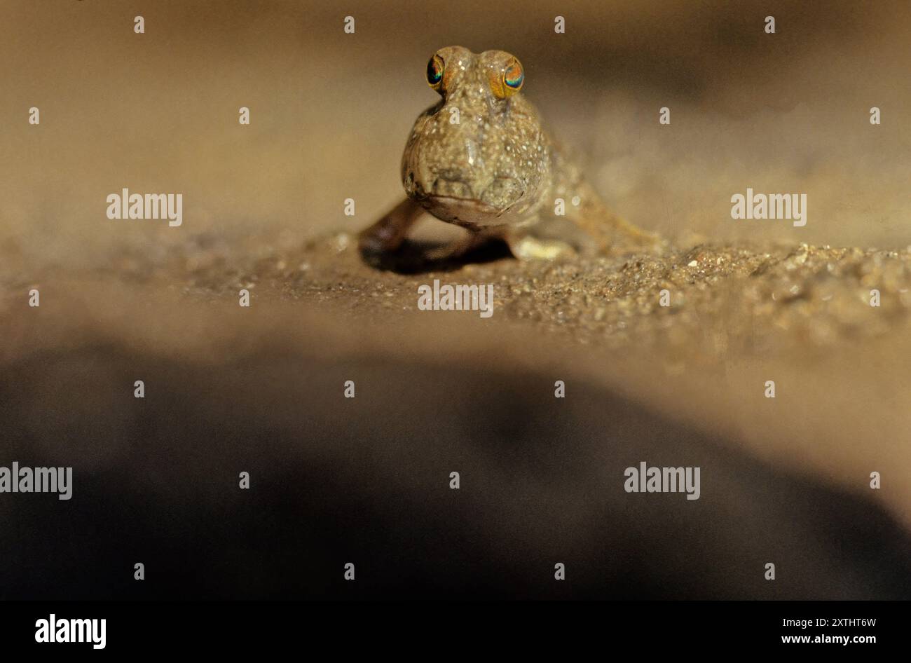 The barred mudskipper (Periophthalmus argentilineatus) or silverlined ...