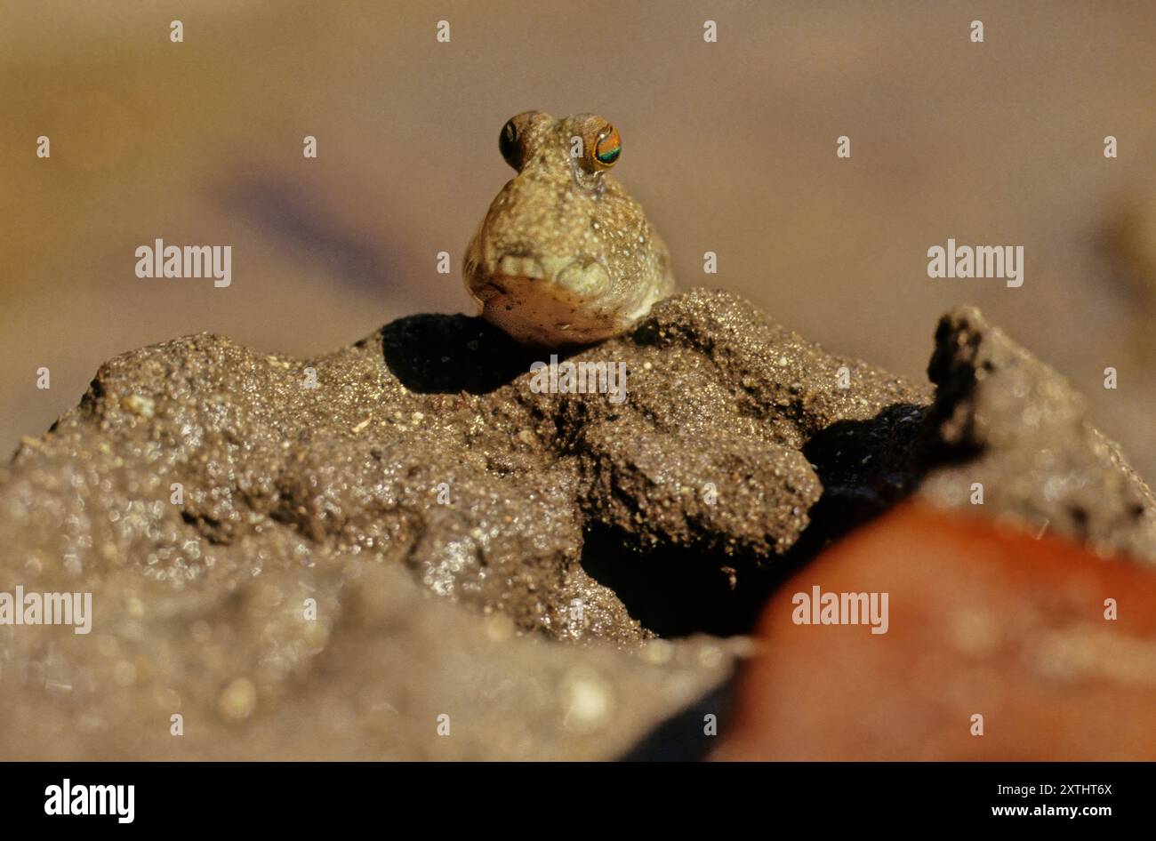 The barred mudskipper (Periophthalmus argentilineatus) or silverlined ...