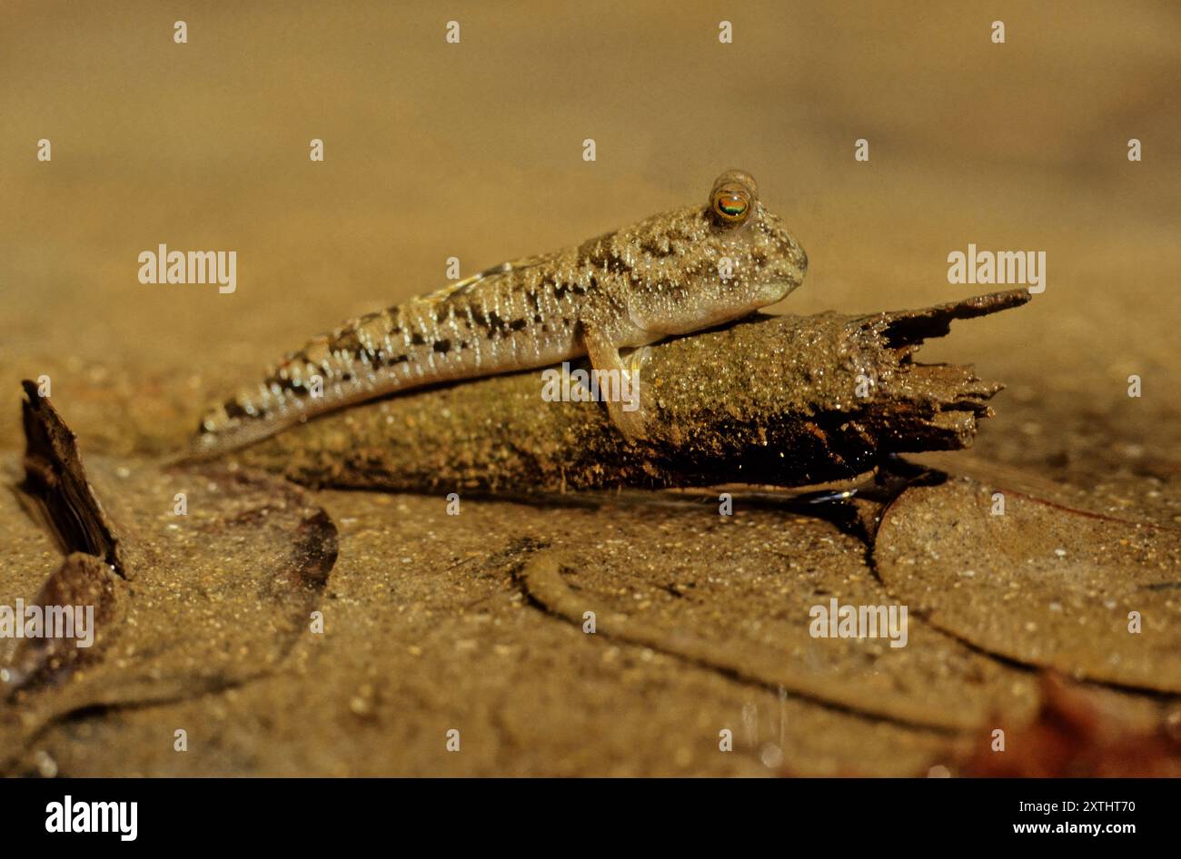 The barred mudskipper (Periophthalmus argentilineatus) or silverlined ...