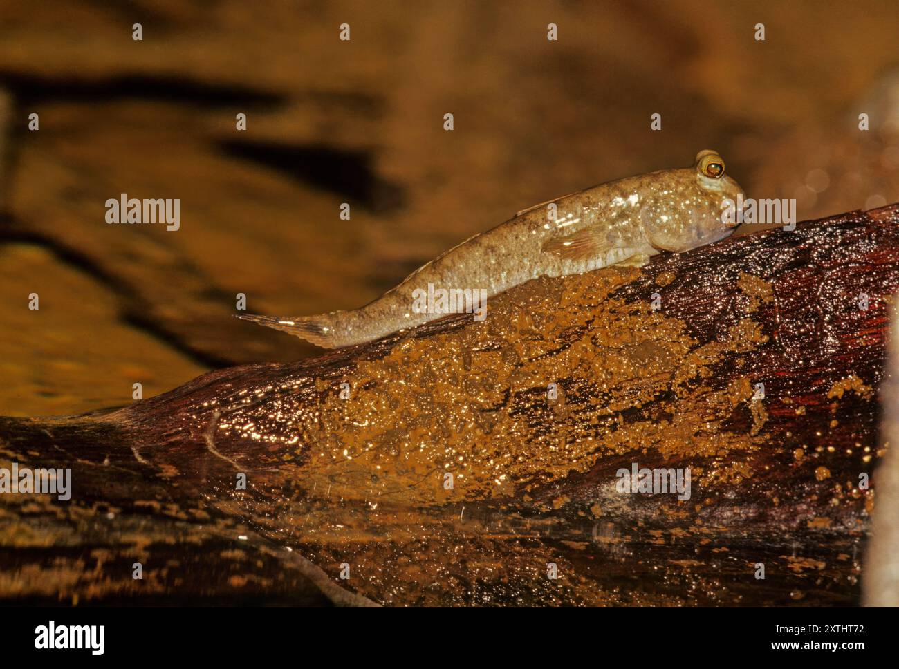 The barred mudskipper (Periophthalmus argentilineatus) or silverlined ...