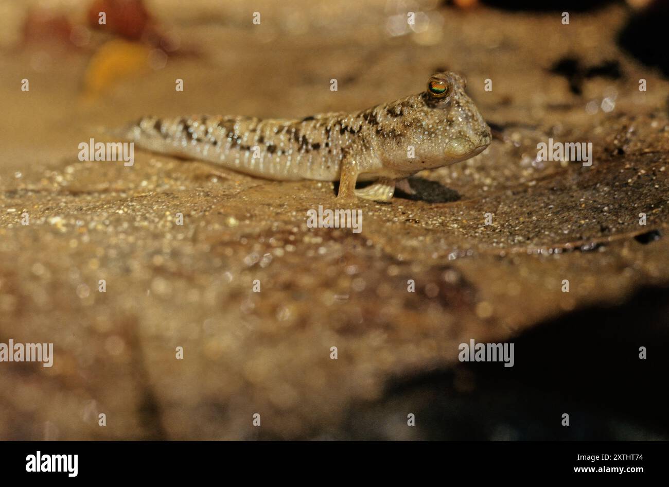 The barred mudskipper (Periophthalmus argentilineatus) or silverlined ...