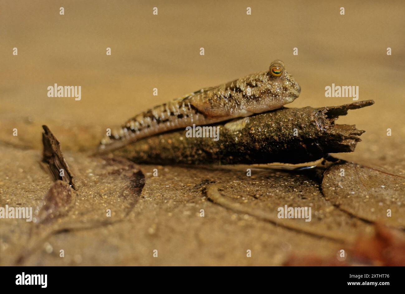 The barred mudskipper (Periophthalmus argentilineatus) or silverlined ...