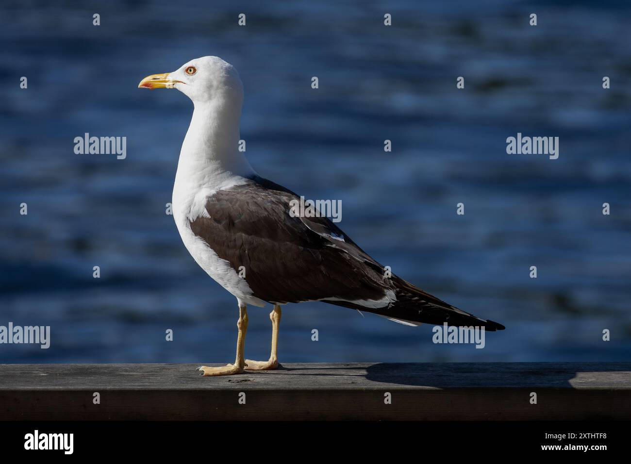 A seagull standing on a wooden pier with a blue ocean background. The ...