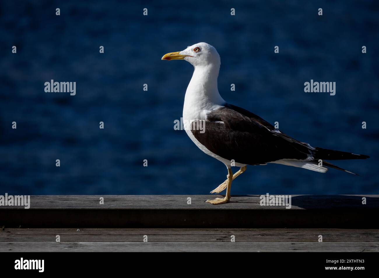 Seagull on pier standing background hi-res stock photography and images ...