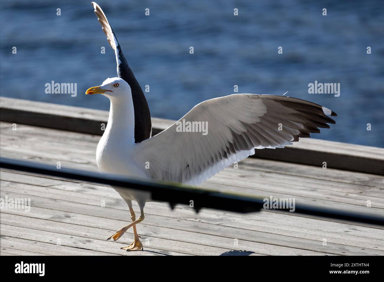 Side view seagull on pier hi-res stock photography and images - Alamy
