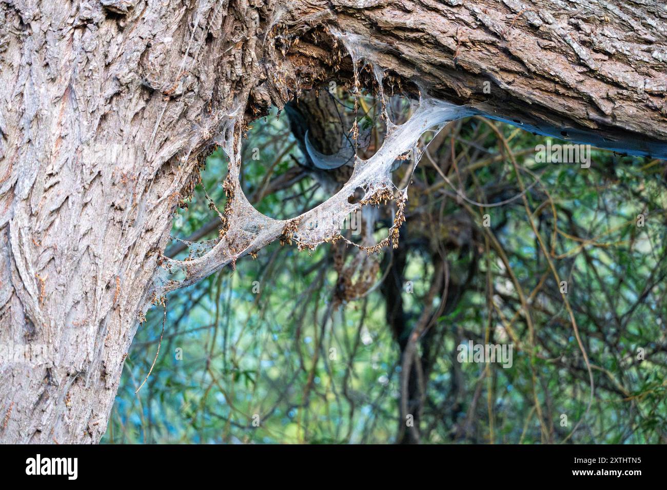 A nest of larvae hanging from an old tree branch Stock Photo - Alamy