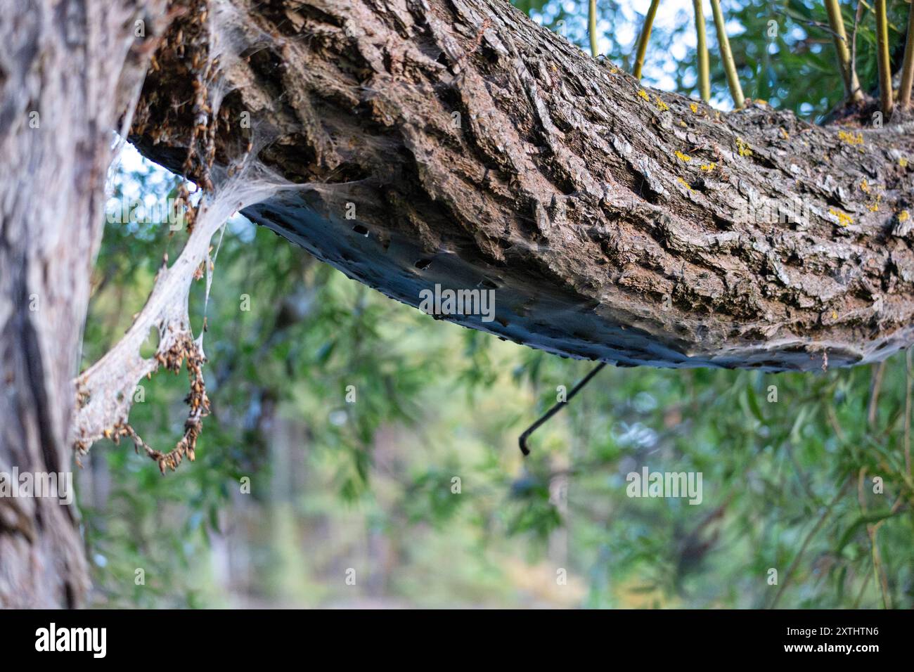A nest of larvae hanging from an old tree branch Stock Photo - Alamy
