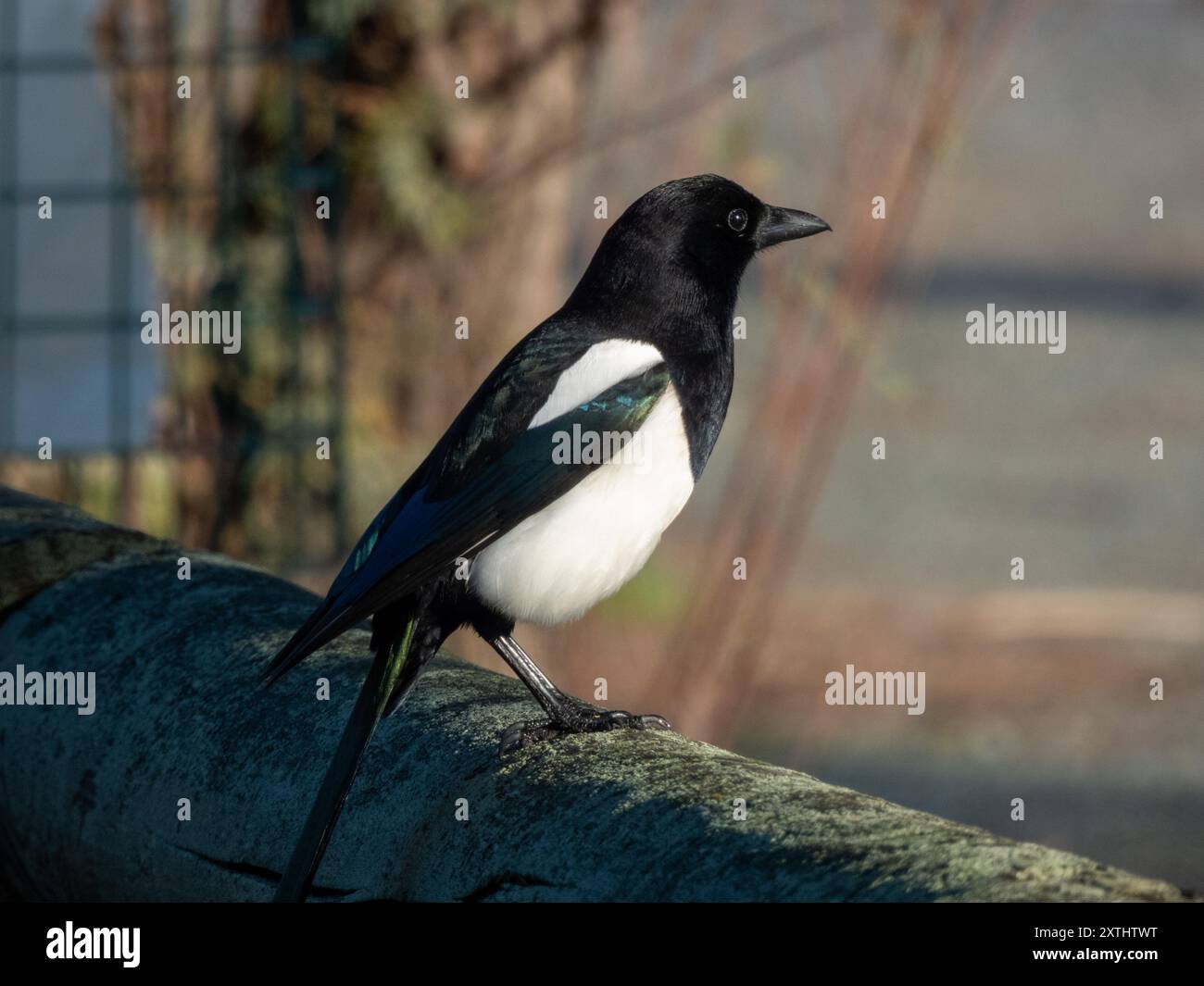 Bird Magpie photographied in étang de Villepey natural reserve, in ...