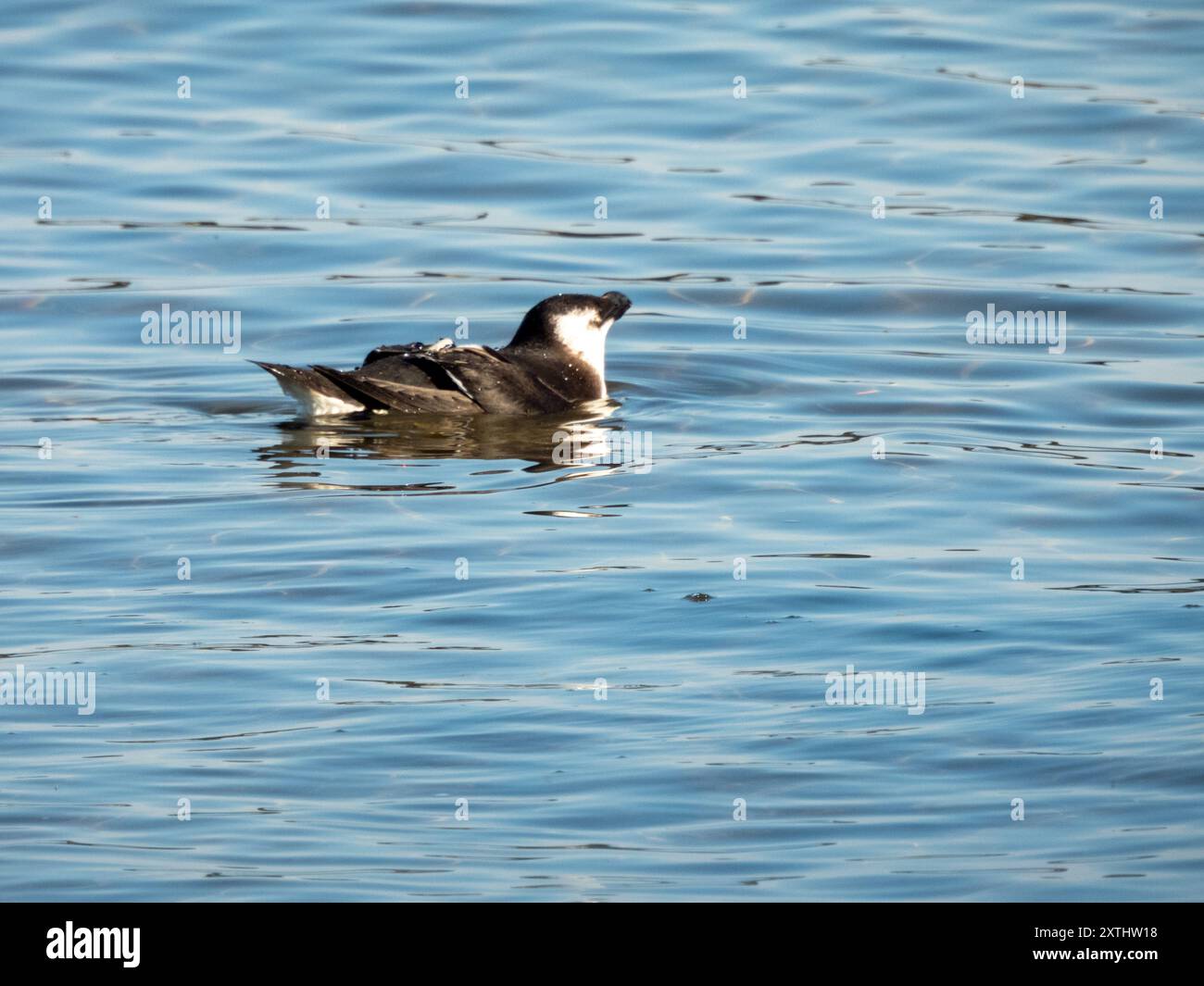 Razorbill or lesser auk (Alca torda) photographied floatting in étang ...