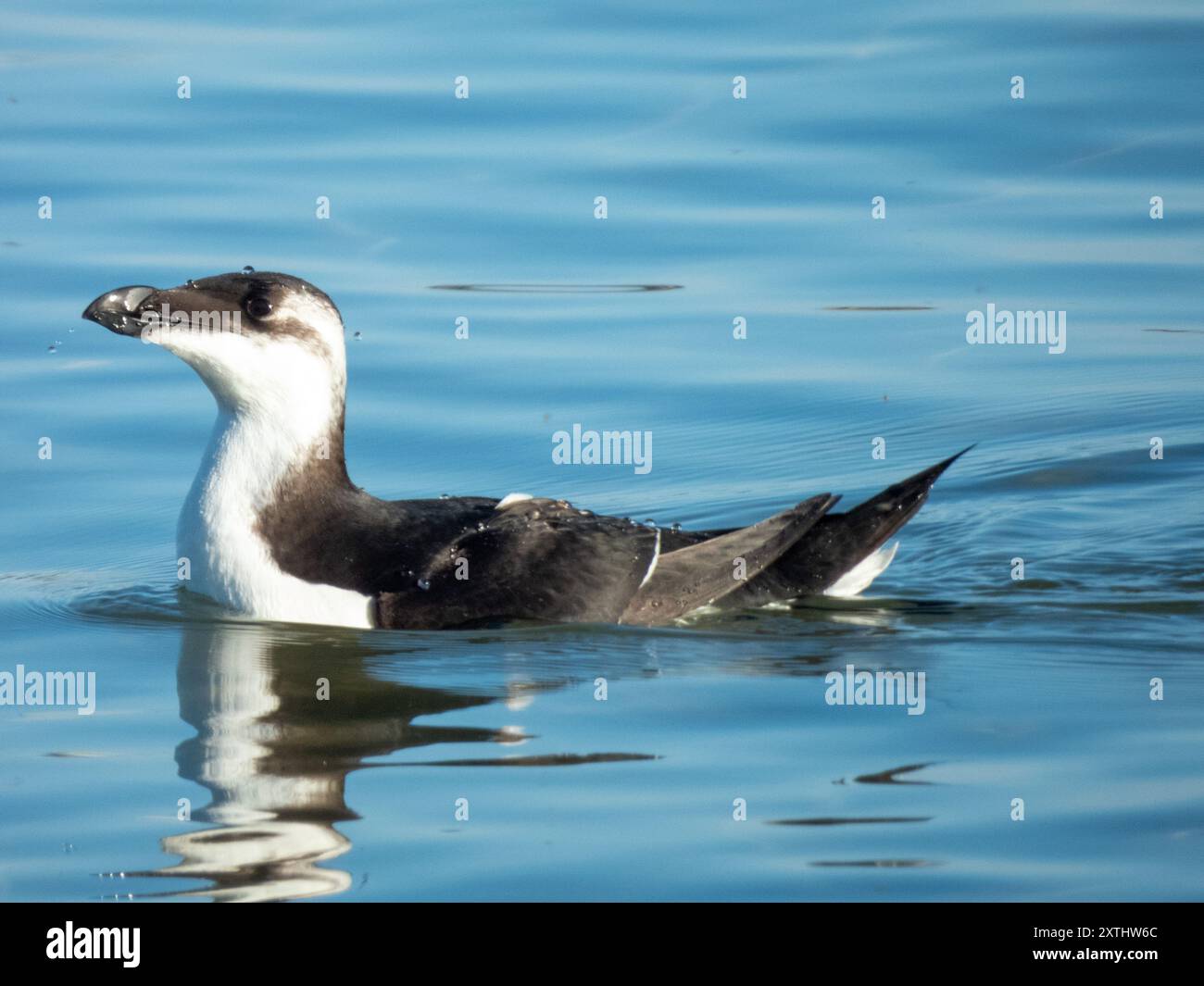 Razorbill or lesser auk (Alca torda) photographied floatting in étang ...