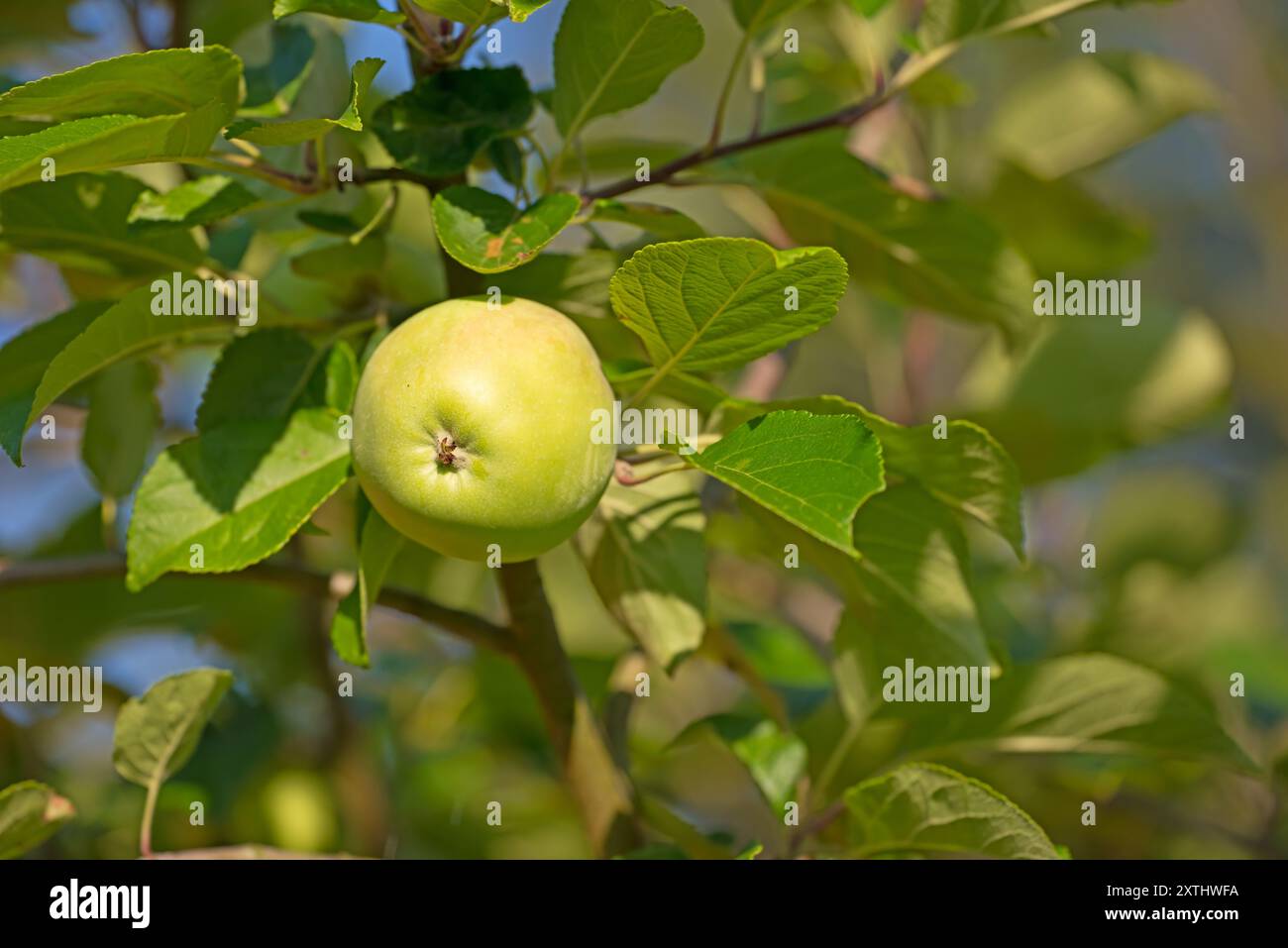 Fresh apples, growing and harvest with nature, trees and green with ...