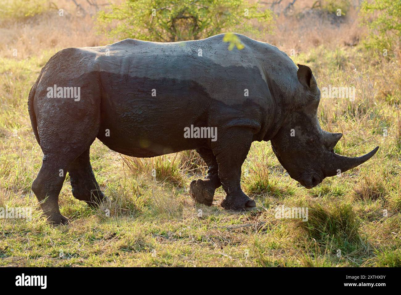 Rhino, conservation and protected in safari for safety, poaching ...
