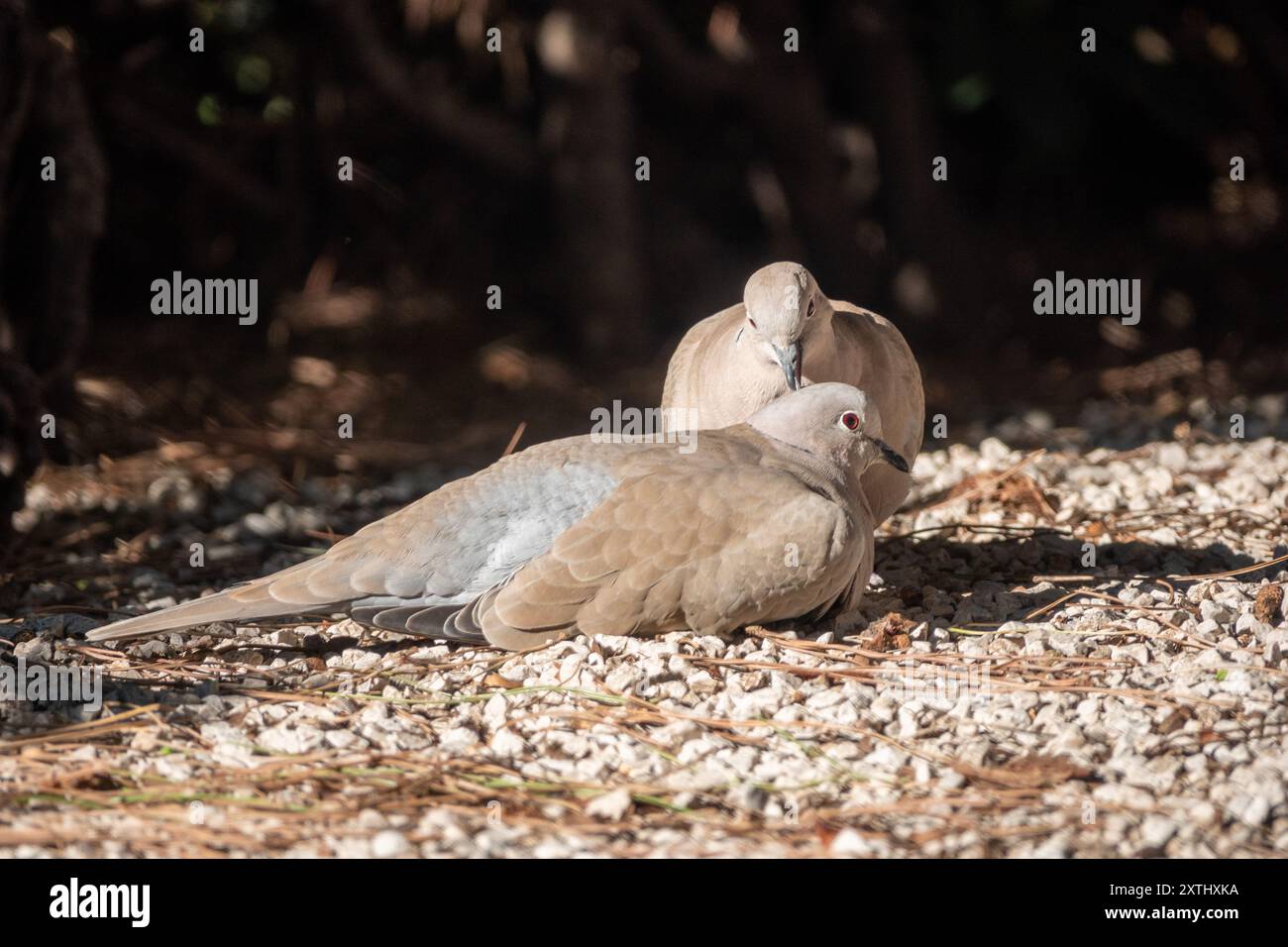 Collared dove fledgling eurasian hi-res stock photography and images ...